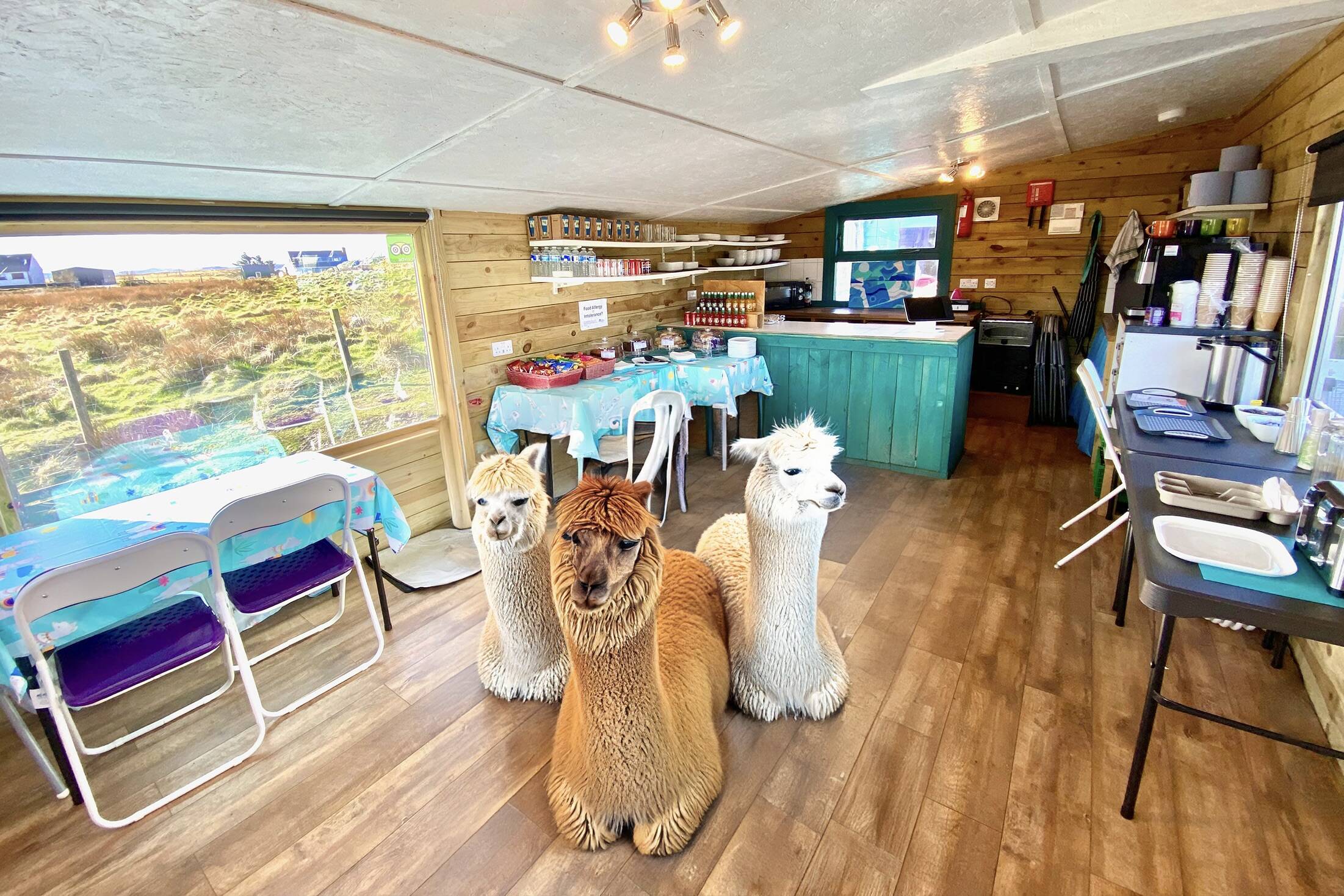 Alpacaccinos Café | CALLANISH ALPACAS