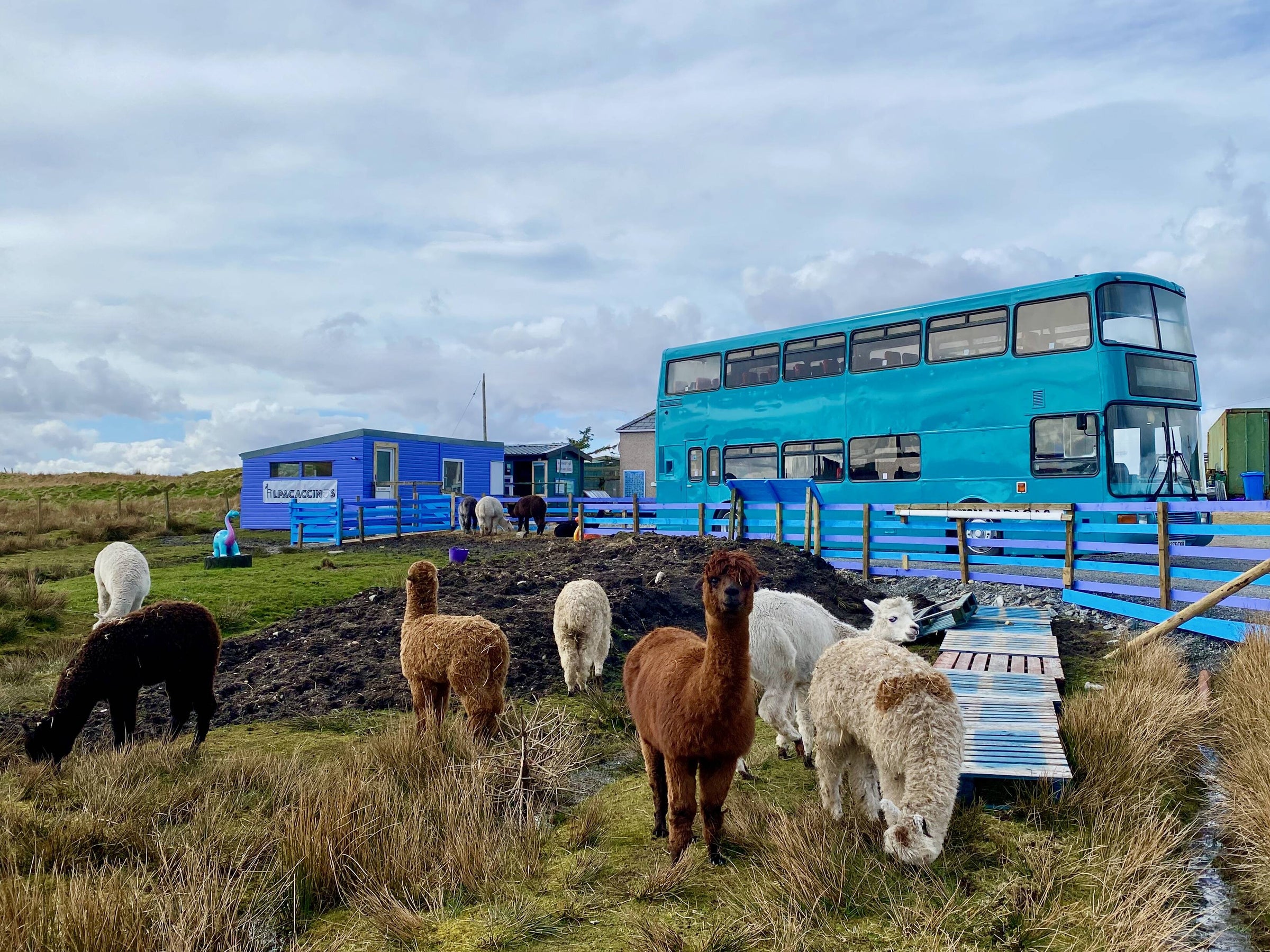 Alpacaccinos Café | CALLANISH ALPACAS